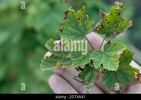 Black currant disease. Anthracnose on the leaves. The bush infected a ...