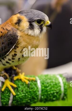 The strong falcon Stock Photo - Alamy