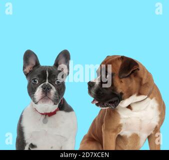 Dutiful French Bulldog wearing collar, looking forward and Labrador ...