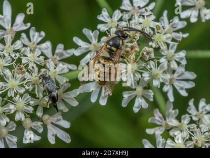 Red Wasp, Vespula rufa, nectaring on Hogweed Stock Photo - Alamy