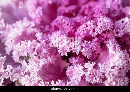purple magenta abstract colorful organic bubbles macro pattern texture ...