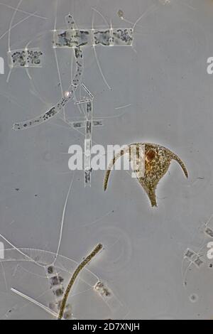 Marine Phytoplankton, dinoflagellate, Bacteriastrum, ceratium, diatoms ...