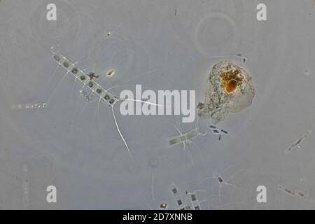 Marine Phytoplankton, dinoflagellate, Bacteriastrum, ceratium, diatoms ...