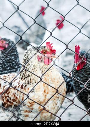 Chickens rooster on traditional free range poultry farm colourfull in ...