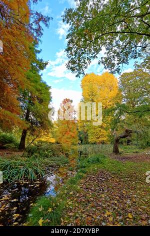 A colourful autumn day in BushyPark west London England UK Stock Photo ...