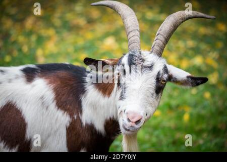 "Tauernschecke", an endangered goat breed from Austria, she-goat Stock ...