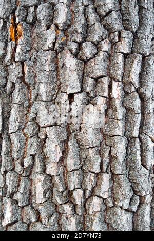background, texture - bumpy brown bark of an old tree Stock Photo - Alamy
