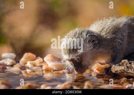 Portrait of Vervet monkey drinking at pond in Kruger National park ...