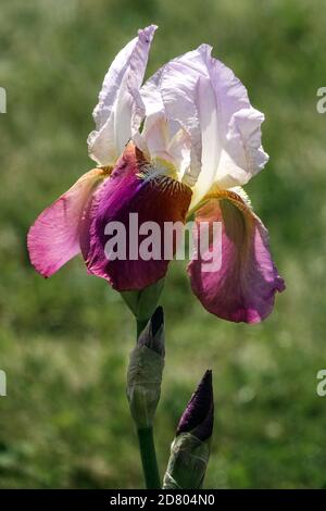 Tall bearded Iris " Maytime ", bearded irises Stock Photo - Alamy