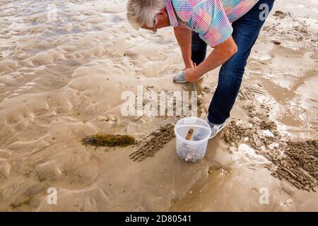 People digging for clams on the Washington coast Stock Photo - Alamy