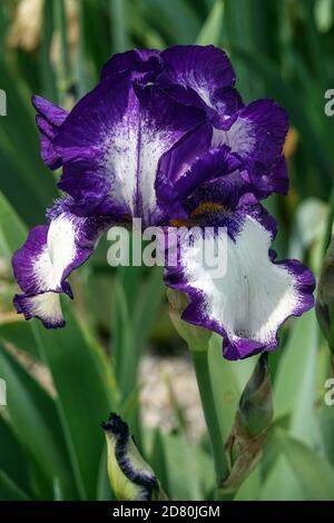 Iris Stepping Out, Tall Bearded iris, Iris germanica Stepping Out ...