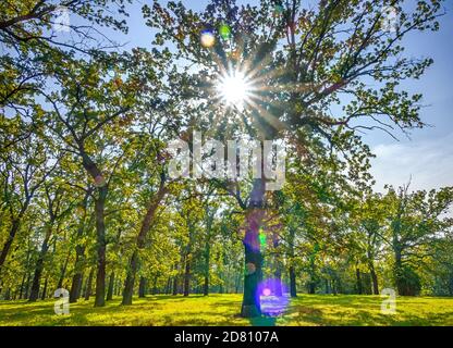 Cloudless warmy day in an natural park. Sun Rays make their way through ...
