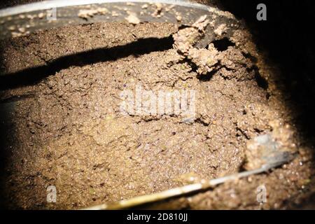 Olive paste in malaxation tank during extra virgin olive oil extraction ...