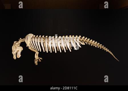 Skeleton of West Indian manatee or sea cow (Trichechus manatus Stock ...