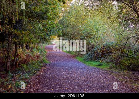Woodland walk through Sutton Park Stock Photo - Alamy