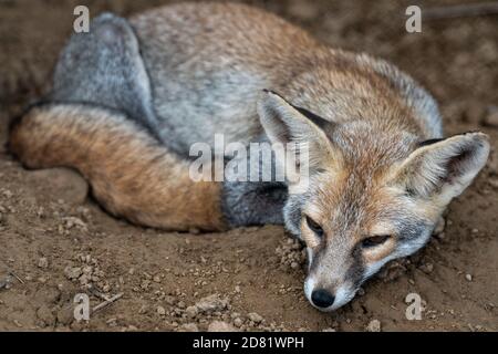 Desert Fox, white-footed fox, Vulpes vulpes pusilla, Desert National ...