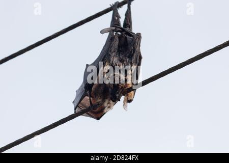 Bat electrocuted, bat dead by electric shock , Kerala , India , Asia ...