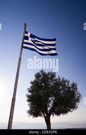 the olive tree - gift of female god Athena and symbol of city Athens ...