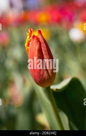 Colorful single tulip flower bloom in the spring garden Stock Photo - Alamy