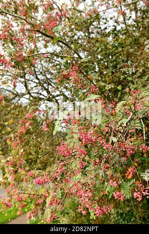 Colourful spindle berries on spindle tree (Euonymus europaeus ...
