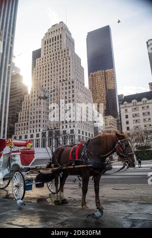 A carriage horse in downtown Chicago at dusk Stock Photo - Alamy