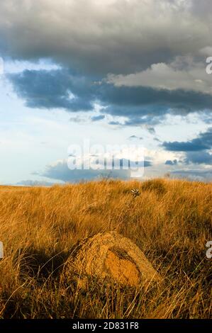 Nature, Brazilian cerrado savanna landscape and vegetation, cerrado ...
