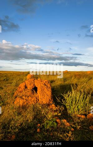 Nature, Brazilian cerrado savanna landscape and vegetation, cerrado ...