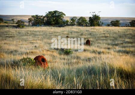 Nature, Brazilian cerrado savanna landscape and vegetation, cerrado ...