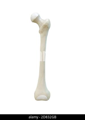 Left human femur bone, white background, 3d rendering Stock Photo - Alamy