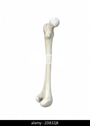 Left human femur bone, white background, 3d rendering Stock Photo - Alamy