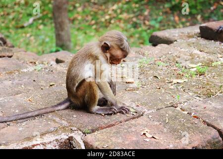 baby simian is playing in the ground Stock Photo - Alamy