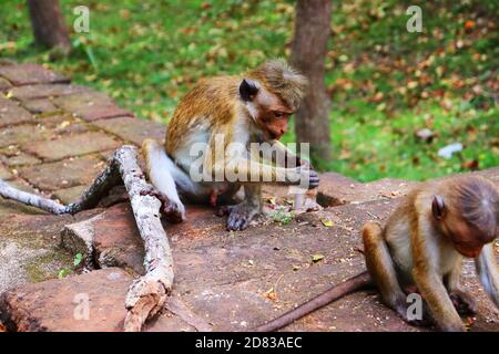 baby simian is playing in the ground Stock Photo - Alamy