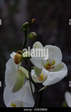 Bunga Anggrek Bulan Putih , Close up view of beautiful white ...