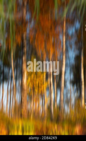 Motion background photo of an autumn forest as an abstract image with ...