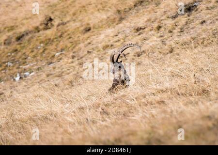 giant male ibex on a ridge in the bernese alps Stock Photo - Alamy