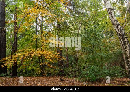 Lightwater Country Park in Surrey, UK, during autumn - view of new ...