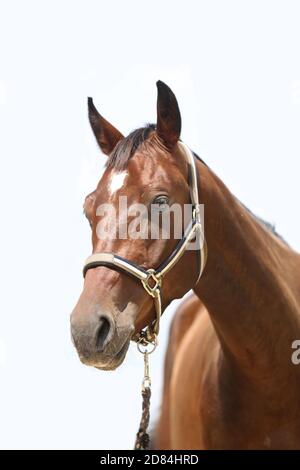 Thoroughbred stallion posing for cameras against white colored ...