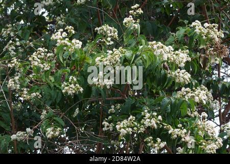Seven Son Flower (Heptacodium miconioides Temple of Bloom, Heptacodium ...