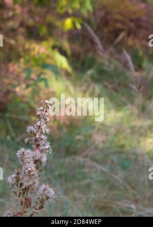 Soft focus hay Dry grass Sunset in the field. Close view of grass stems ...