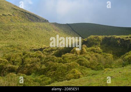 Peatlands in the high volcanic plateau of Pico island, Azores ...