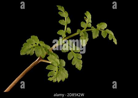 Leather Grapefern (Botrychium multifidum). Trophophore Closeup Stock ...