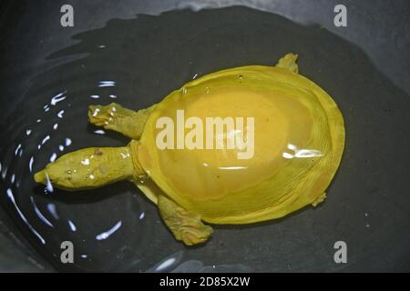 Yellow Turtle - Indian Softshell Turtle prey of rare albinism found ...