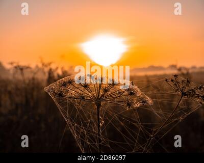 Meadow plant with cobwebs in the rays of the rising sun Stock Photo - Alamy