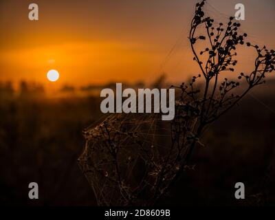 Meadow plant with cobwebs in the rays of the rising sun Stock Photo - Alamy