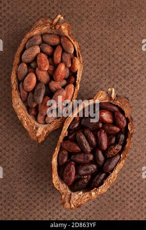 Unpeeled and peeled fresh roasted cocoa beans in a pod on brown ...