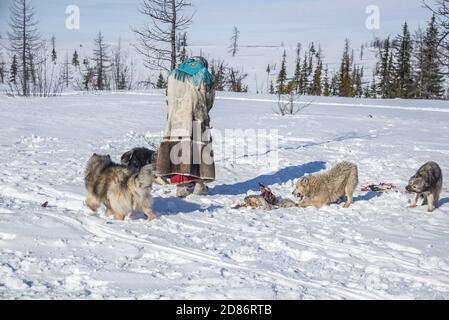 Nenet woman feeding her samoyed dogs in a snowy tundra, Yamalo-Nenets ...