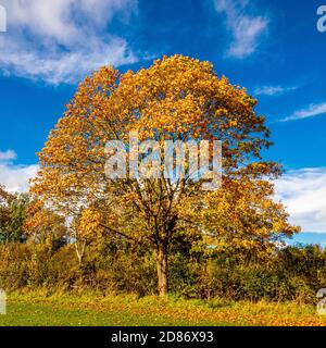 fall leaves of Sycamore tree on ground At Kanapaha Botanical Gardens ...
