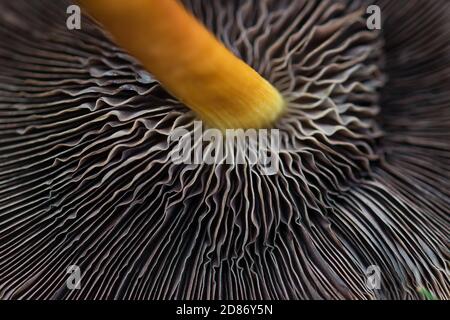 Gill fungi, A lamella, or gill, is a papery hymenophore rib under the ...