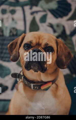 Close up portrait of a puggle with a rainbow heart on the collar ...