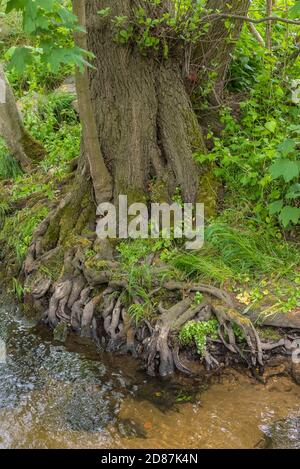 landscape with river bank, tree roots on the trunk of the river bank ...